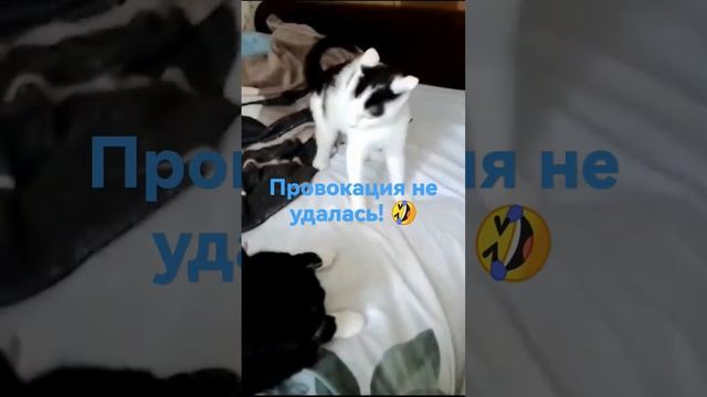 Мурка хочет играть, а Боня не ведется #животные #котвдом #помощьживотным #кошкавдом #котята