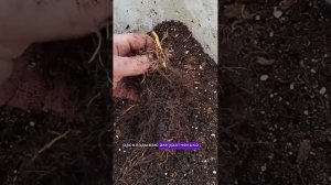 Как из корня малины получить много саженцев. (полное, подробное видео).