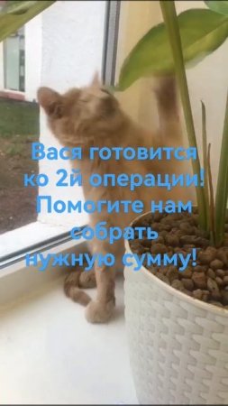 Васе предстоит вторая операция около 42000р. СБ 4276 1609 7172 6055(для Васи)