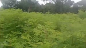 Silagem de moringa, primeiro plantio do produtor Carlos de Teresina PI.