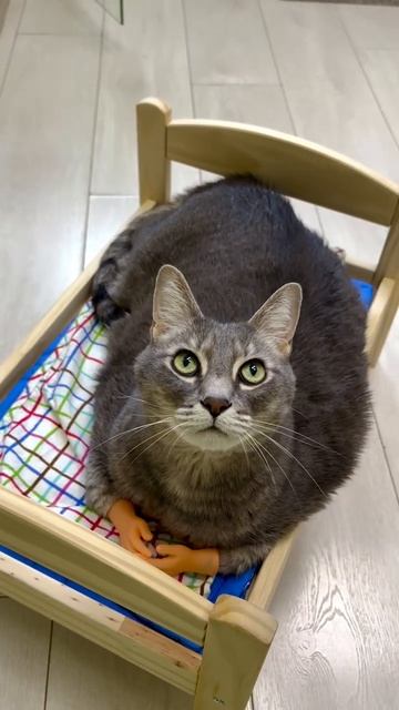 Кот Степанович . Нос, хвост, лапы
НОВОСТИ С ПЕРЕДЕРЖЕК