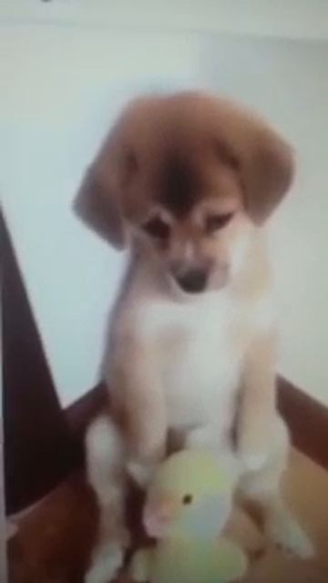 Ругают щенка