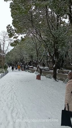 Лазаревское 24 февраля 2025. Улица Победы. Австралийские камфорные деревья.