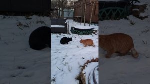 Коты - битва менталов!