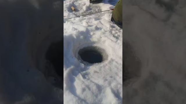 Неожиданный улов!