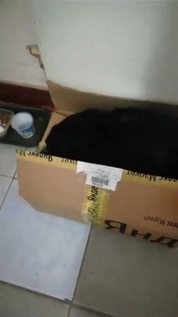 Котик "со свернутой шеей"! #котизм #срочнонужнапомощь #домикдлякошки