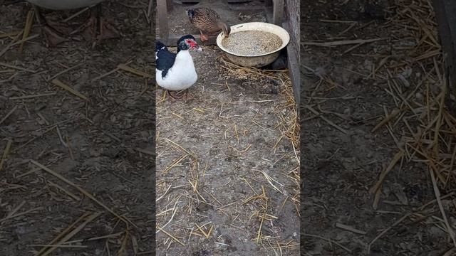 Мускус и дикие кабачки