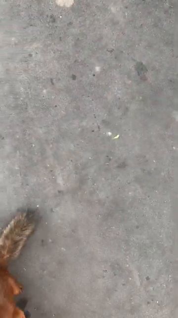 белочка #shorts