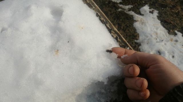 Пчеловодный сезон начался с выставки пчёл из зимовника и небольшого облёта