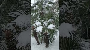Лазаревское 24 февраля 2025. Снег. Парк культуры и отдыха.