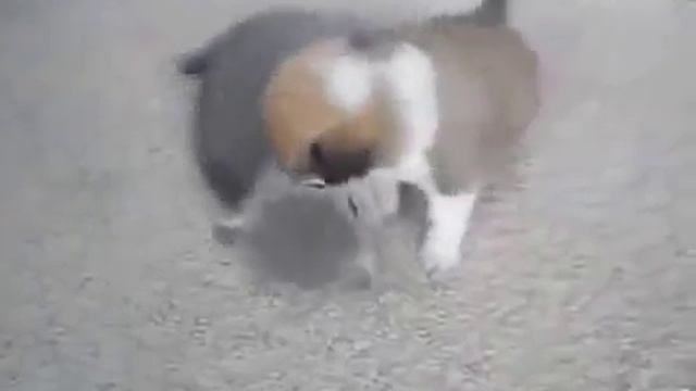 Бои без правил 1