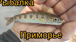 Открытие сезона. Рыбалка в России. Рыбалка на удочку. Пеструшка на муху