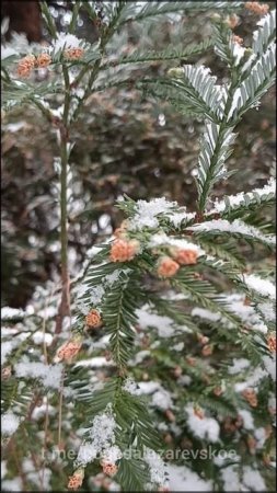 Лазаревское 24 февраля 2025. Секвойя. Парк культуры и отдыха.