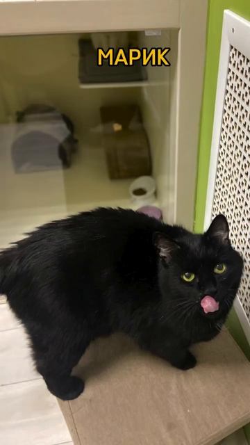 Определить возраст питомца по фото.