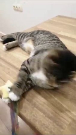 Таби. Кто сказал. что лежа не удобно играть?! #котизм #помощьживотным #животные #котята #кошкавдом