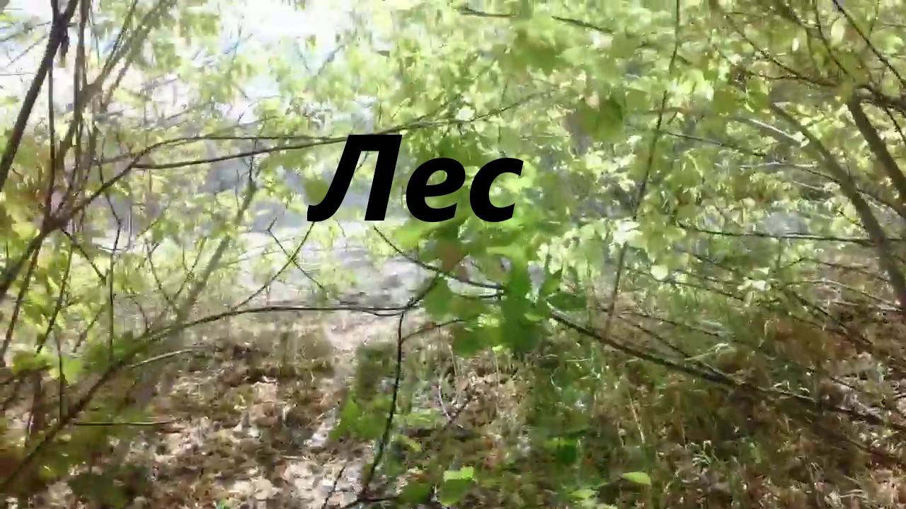 Лес
