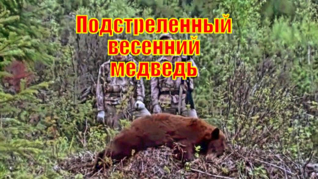 Подстреленный весенний медведь