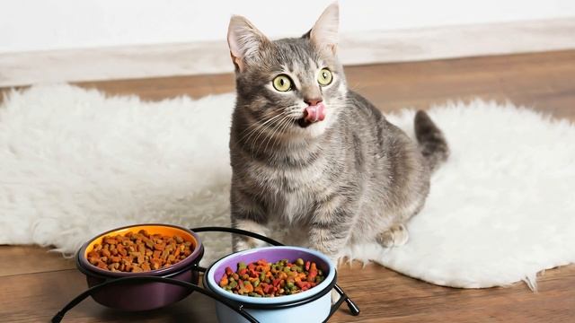Можно ли кошкам солёные продукты