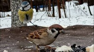 Воробьи и Синицы прилетели на кормушку (08.01.2025 года)