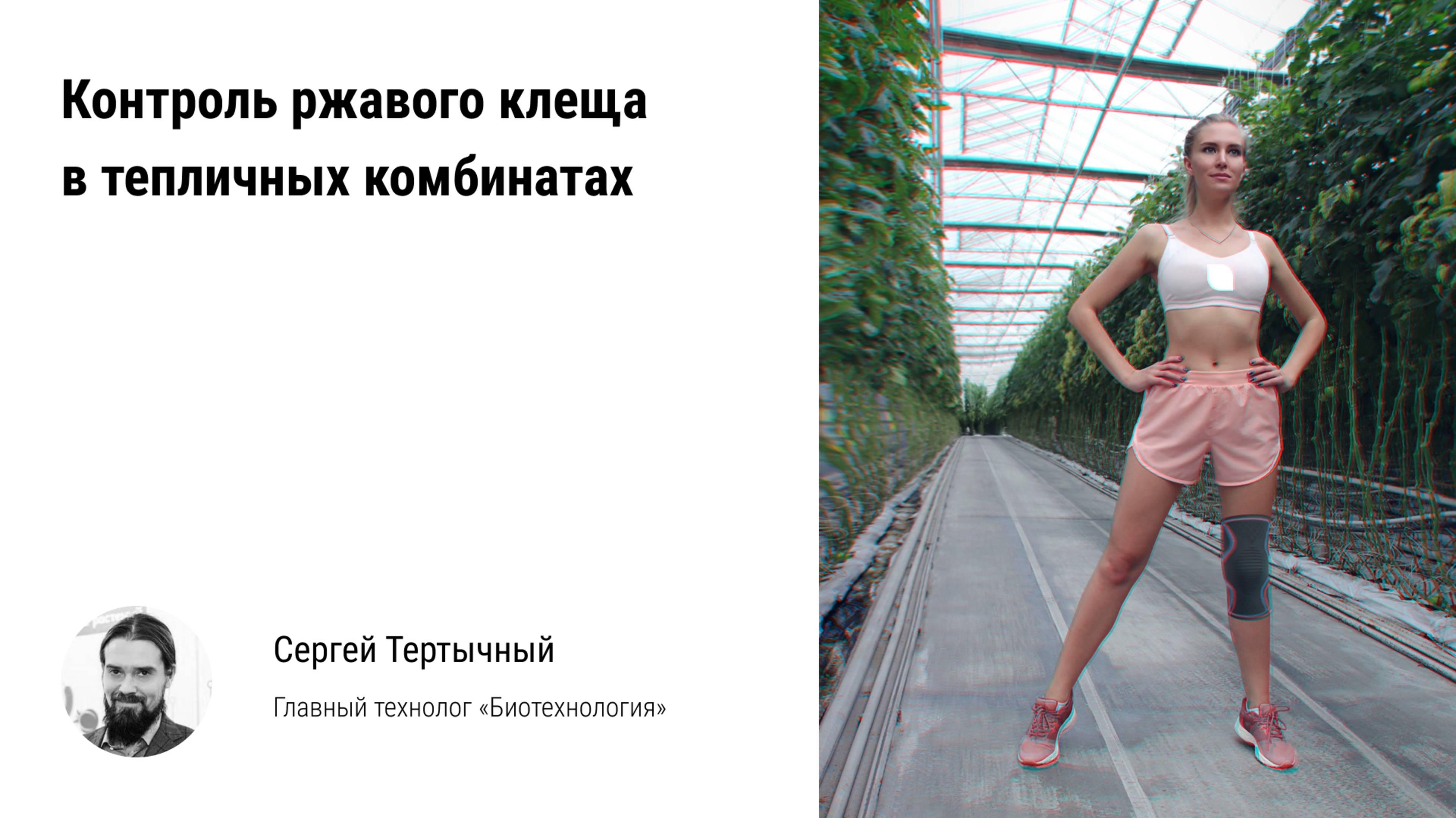 🏃 Контроль ржавого томатного клеща в тепличных комбинатах. Биотехнологии защиты урожая помидоров