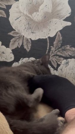 Пытаюсь дрессировать кота)