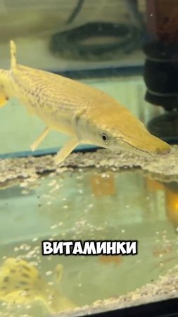 Кормим настоящую миссисипскую щуку... щукой!
