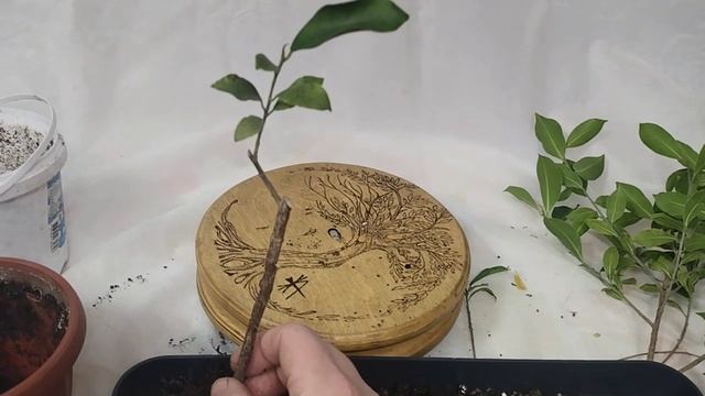 √1 ретуза2 фикус ретуза грин