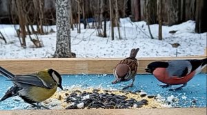 Прилетели Воробьи, Большие Синицы, Голуби, Лазоревки, Снегири, Зеленушки и Сойки (09.01.2025 года)