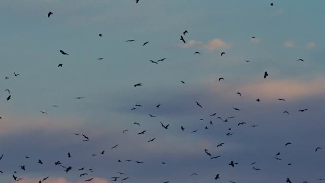 ЗВУКИ ПТИЦ ДЛЯ СНА И РАССЛАБДЕНИЯ.