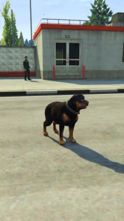 СОБАКИ ПРОНИКЛИ В АРМИЮ | (GTA 5 RMRP - Криминальная Москва)