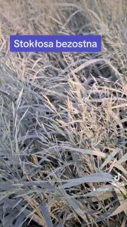 stokłosa bezostna #dc #dlaciebie #edukacja #flora #foryou #viral #zioła #ogródek #ziołolecznictwo