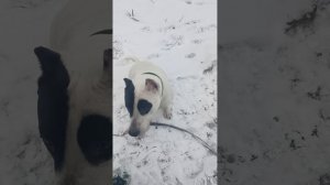 Ягнар. Шереметьевский приют