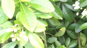 Oranger du Mexique 'Choisya ternata' Plante exotique parfum classique.