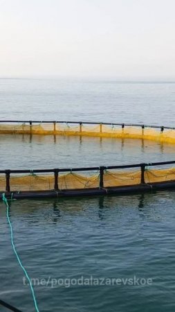 Лазаревское 13 февраля 2025. Море.