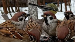 Голубь уронил видеокамеру (13.01.2025 года) На кормушку прилетали Большие Синицы, Воробьи и Голуби