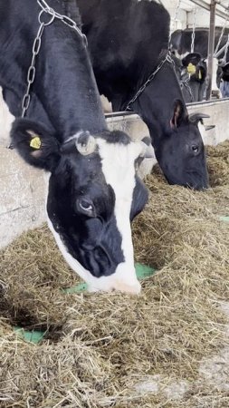 Молоко начинается с правильного кормления! 🥛 Гладкий стол – сытые коровы – высокие надои!
