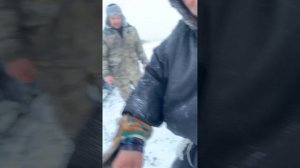 Немного ненецкой оленегонной лайки в кадр)