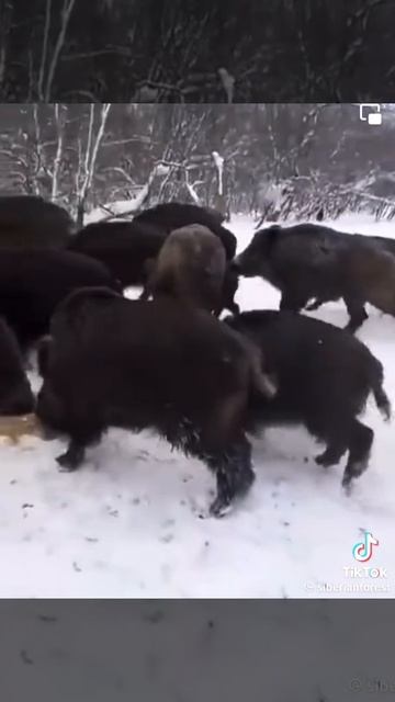 Распил бюджета