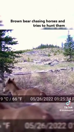 Brown bear chasing horses and tries to hunt them #shorts