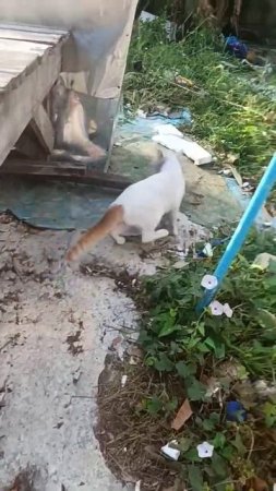 【Thai❤Cat House】Good morning, Thai cat❤3Feb2022 #shorts #cat #แมว #猫