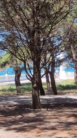 Сосновая роща 🌲Геленджик. Толстый Мыс