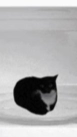 кот