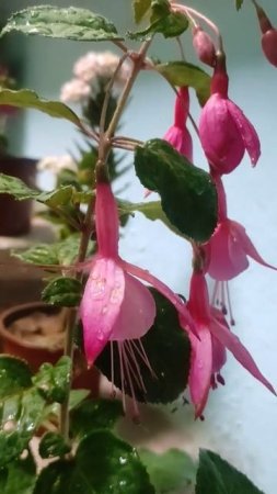 #الأزهار #fleur #flowers #shortvideo #shorts