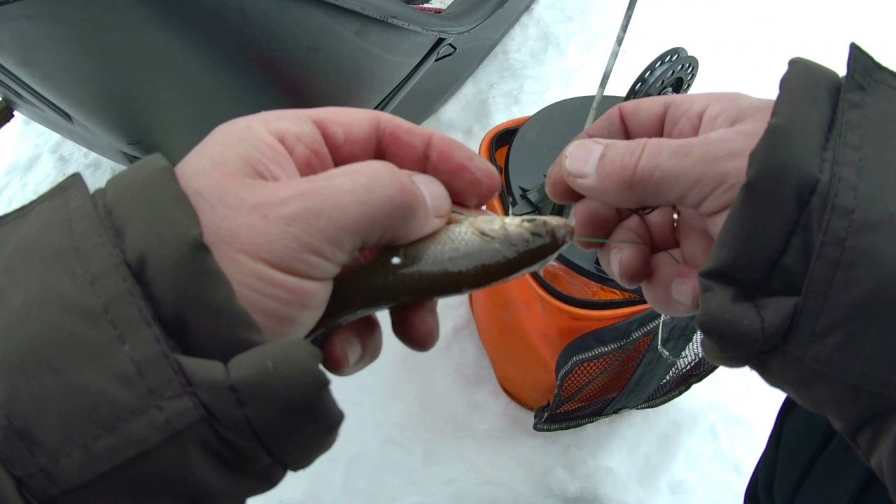 ✅⁉️Словил живца поставил жерлицу. Рыбалка в глухозимье.