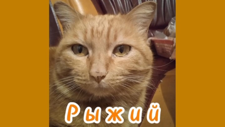 Р ы ж и й.