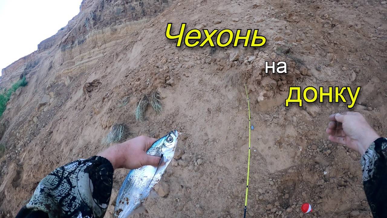Крупная чехонь на гирлянду. Рыбалка летом на Ахтубе