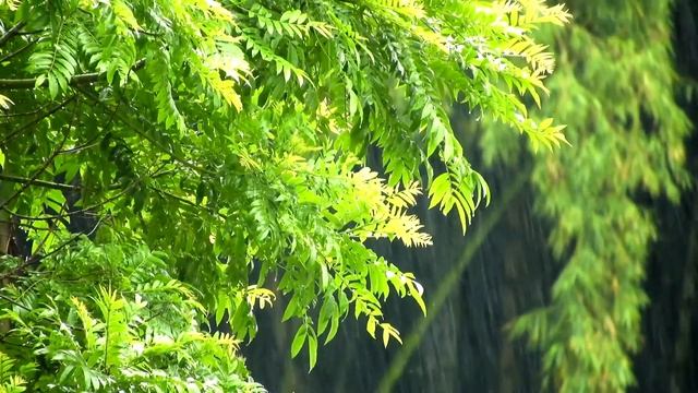 Дождливое настроение #Капли дождя