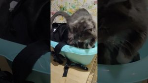 тазиковый кот