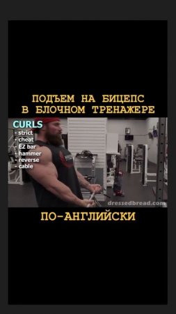 ПОДЪЕМ НА БИЦЕПС В БЛОЧНОМ ТРЕНАЖЕРЕ. Перевод на английский