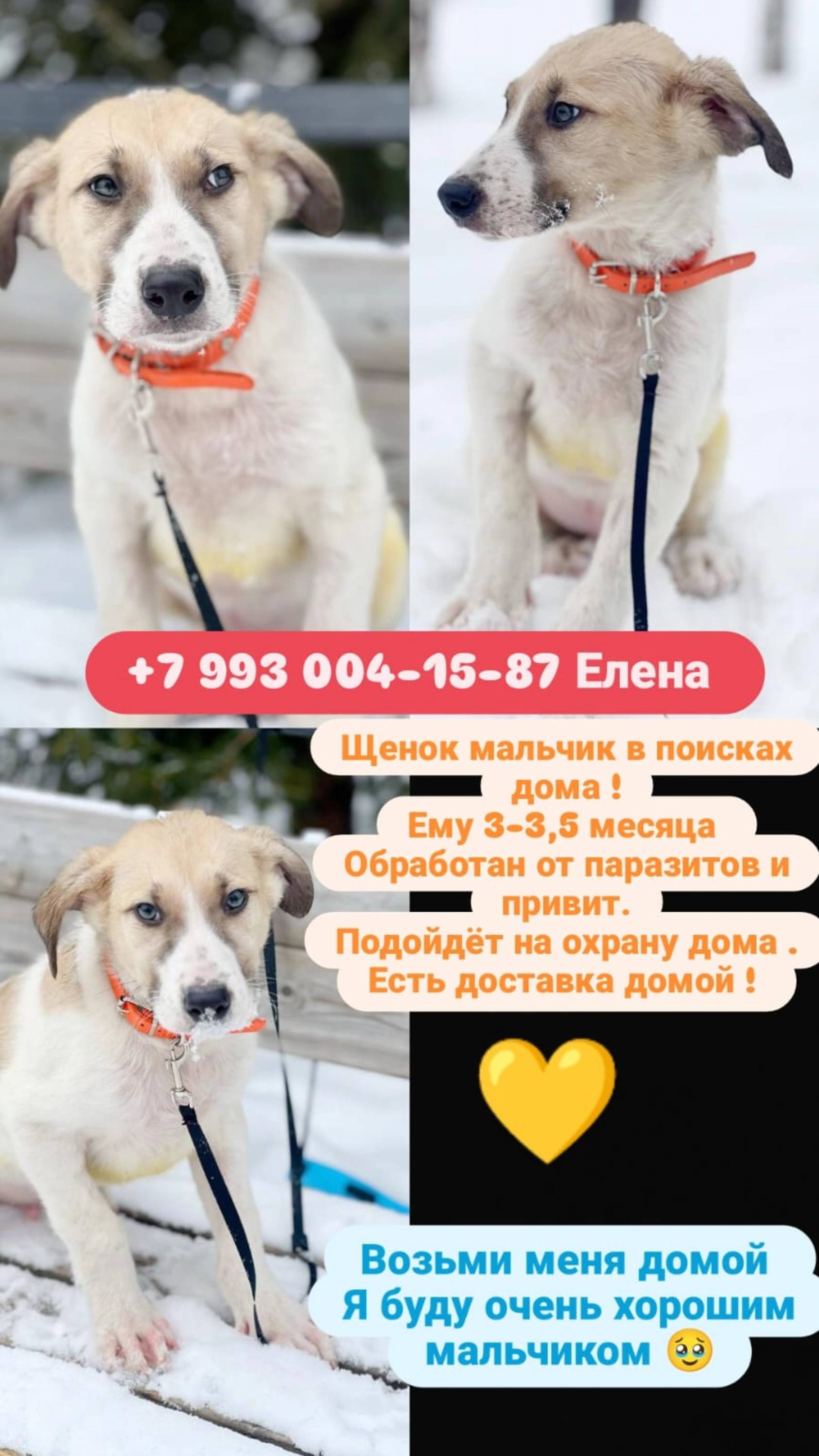 Щенок Тимми спасен